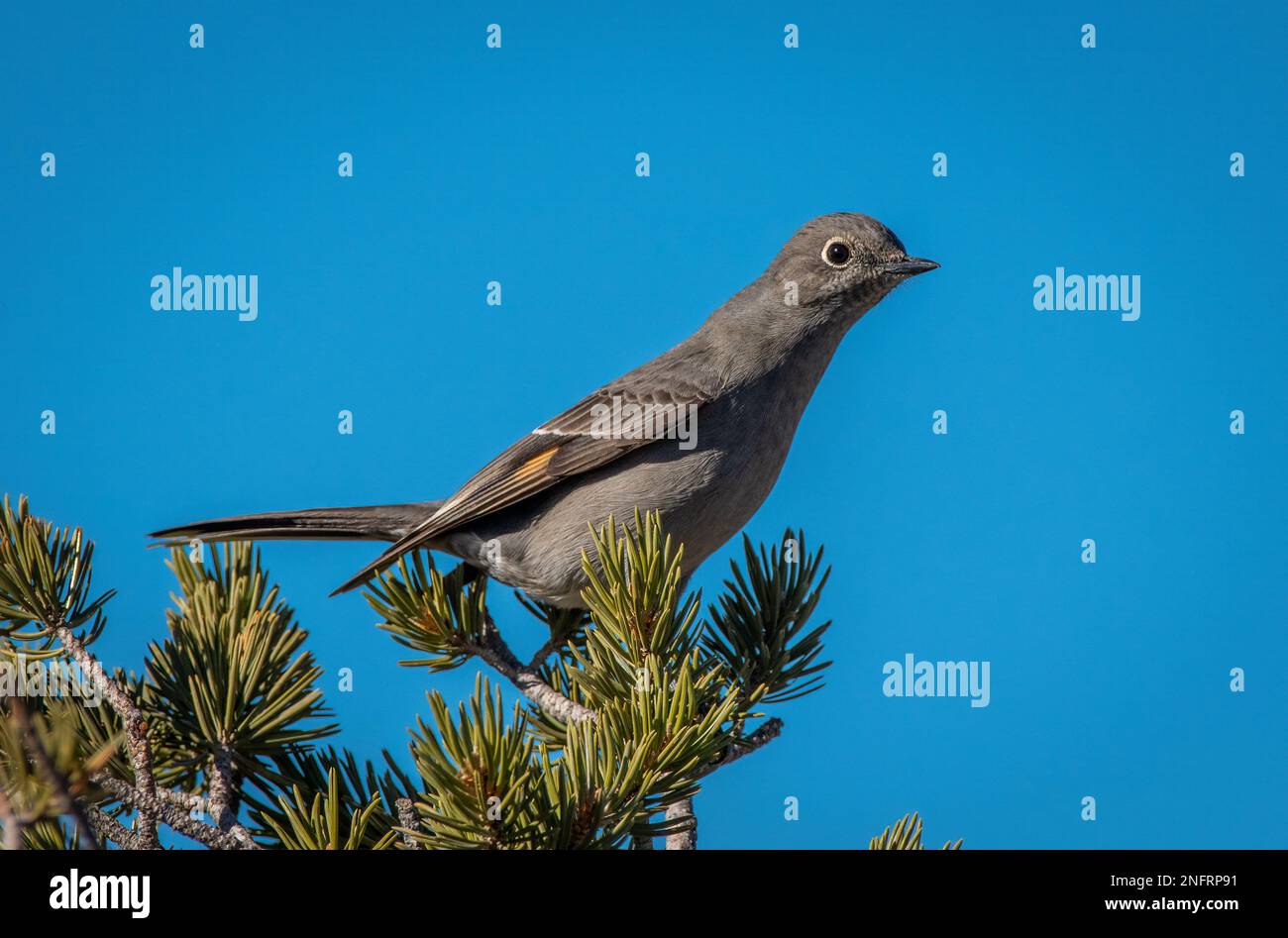 A wintering Townsend's Solitaire perched in a pinyon tree in a Colorado ...