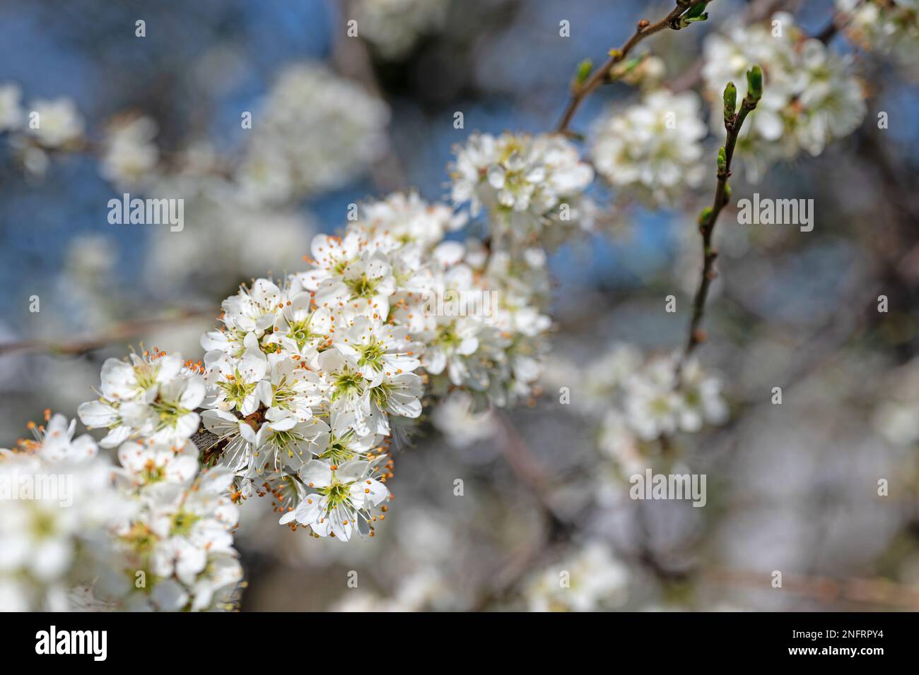 Blooming blackthorn, Prunus spinosa, in spring Stock Photo - Alamy
