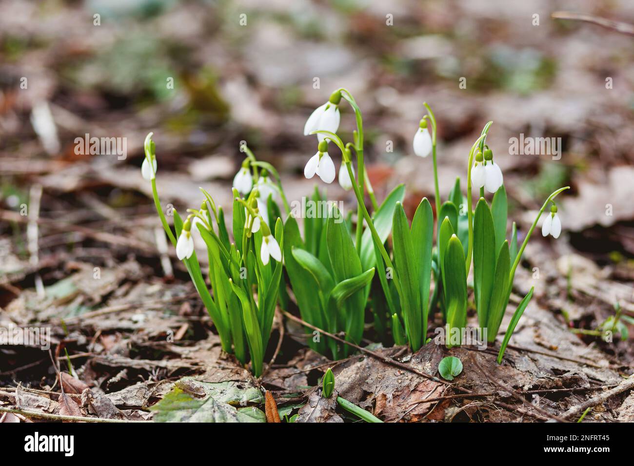 Snowdrop (Galanthus) flowers makes the way through fallen leaves ...