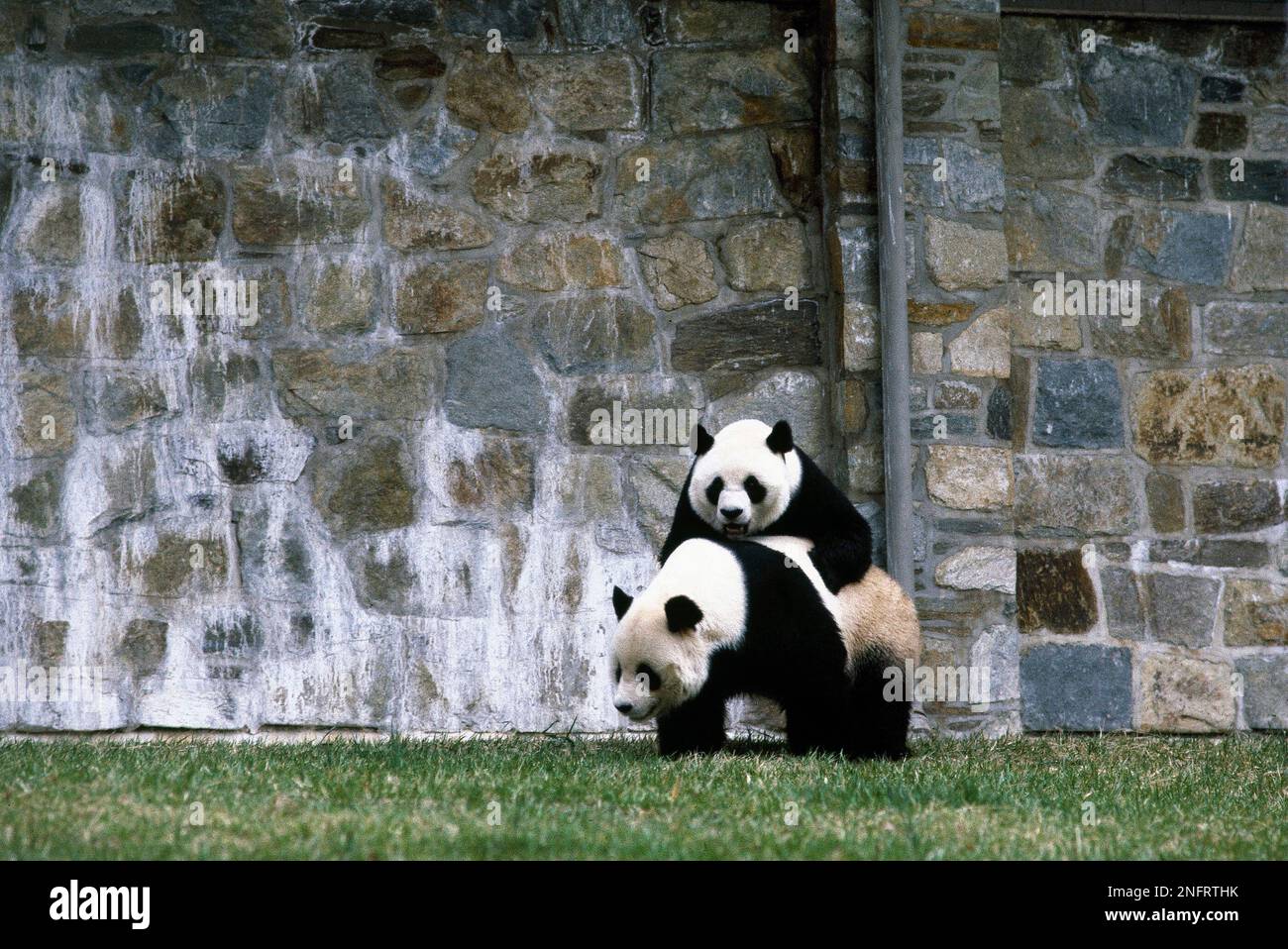 The Washington D.C. National Zoo's giant pandas, Ling-Ling and Hsing ...
