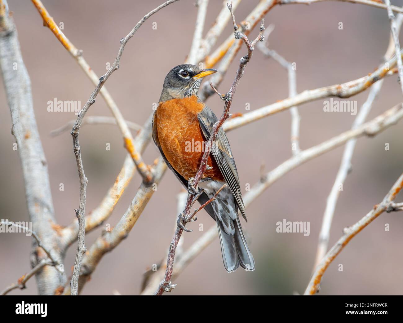 Red breasted robin hi-res stock photography and images - Alamy