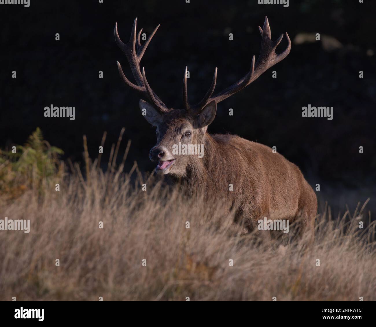 Red deer stag in rutting season, at Bradgate Park Stock Photo - Alamy