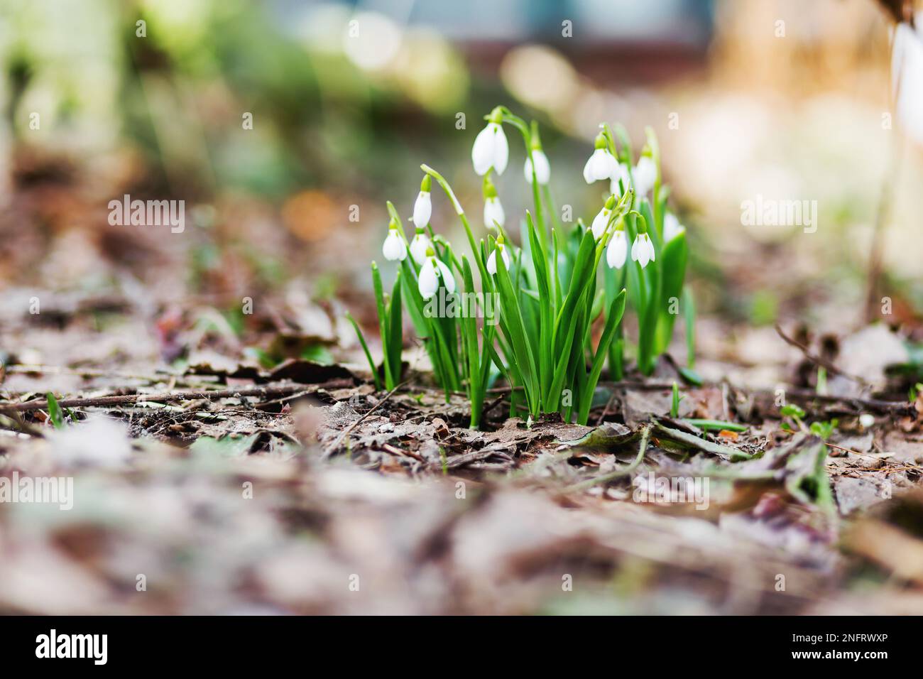 Snowdrop (Galanthus) flowers makes the way through fallen leaves ...