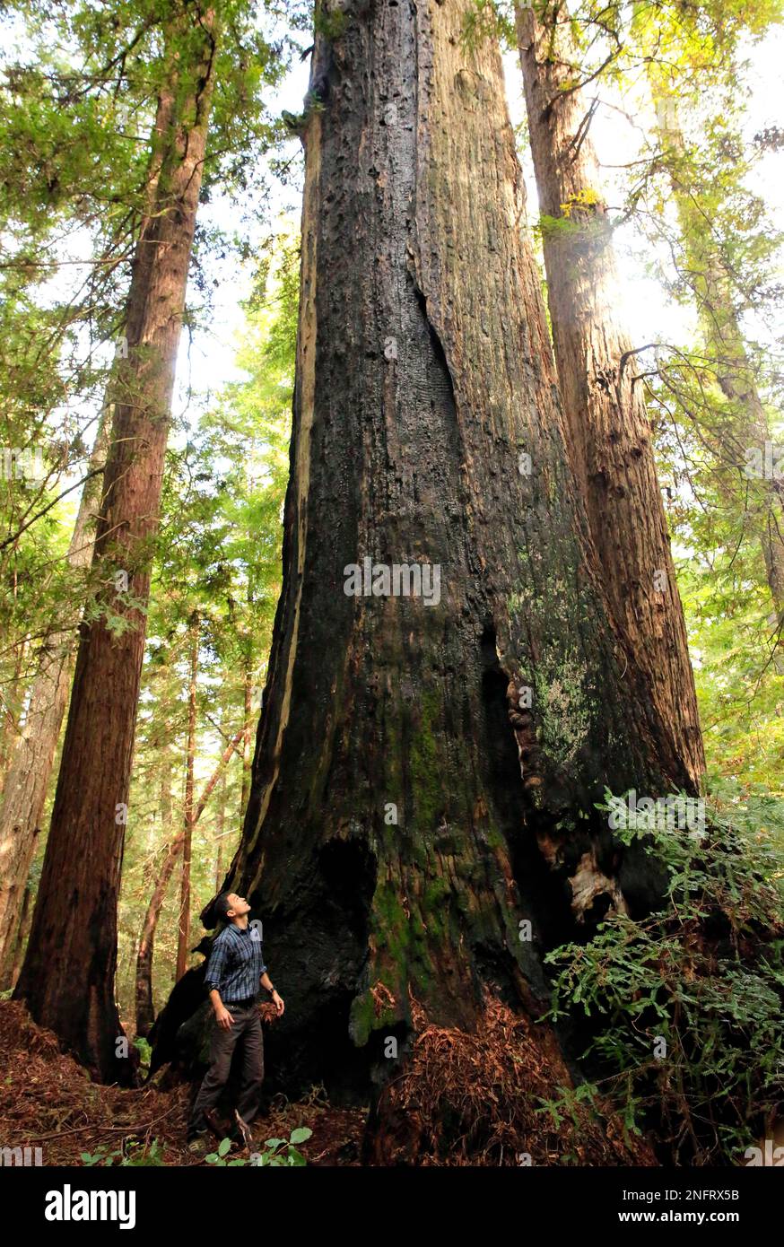 Save the Redwoods League president and CEO Sam Hodder, at the McApin ...