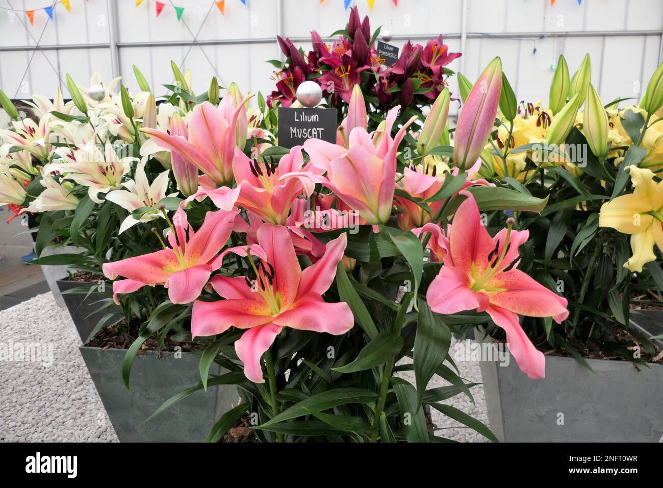 Plants prominent leaves hi-res stock photography and images - Alamy