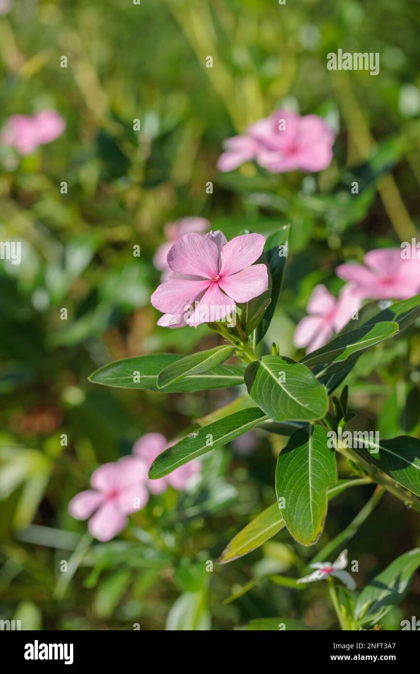 Blossoms of a pink Madagascar periwinkle (Catharanthus roseus). Use in ...