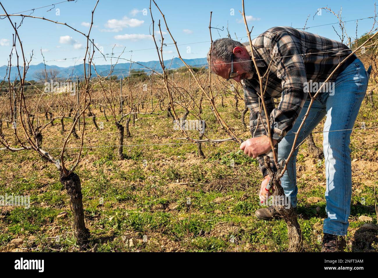 Winegrower pruning the vineyard with professional steel scissors. Traditional agriculture ...