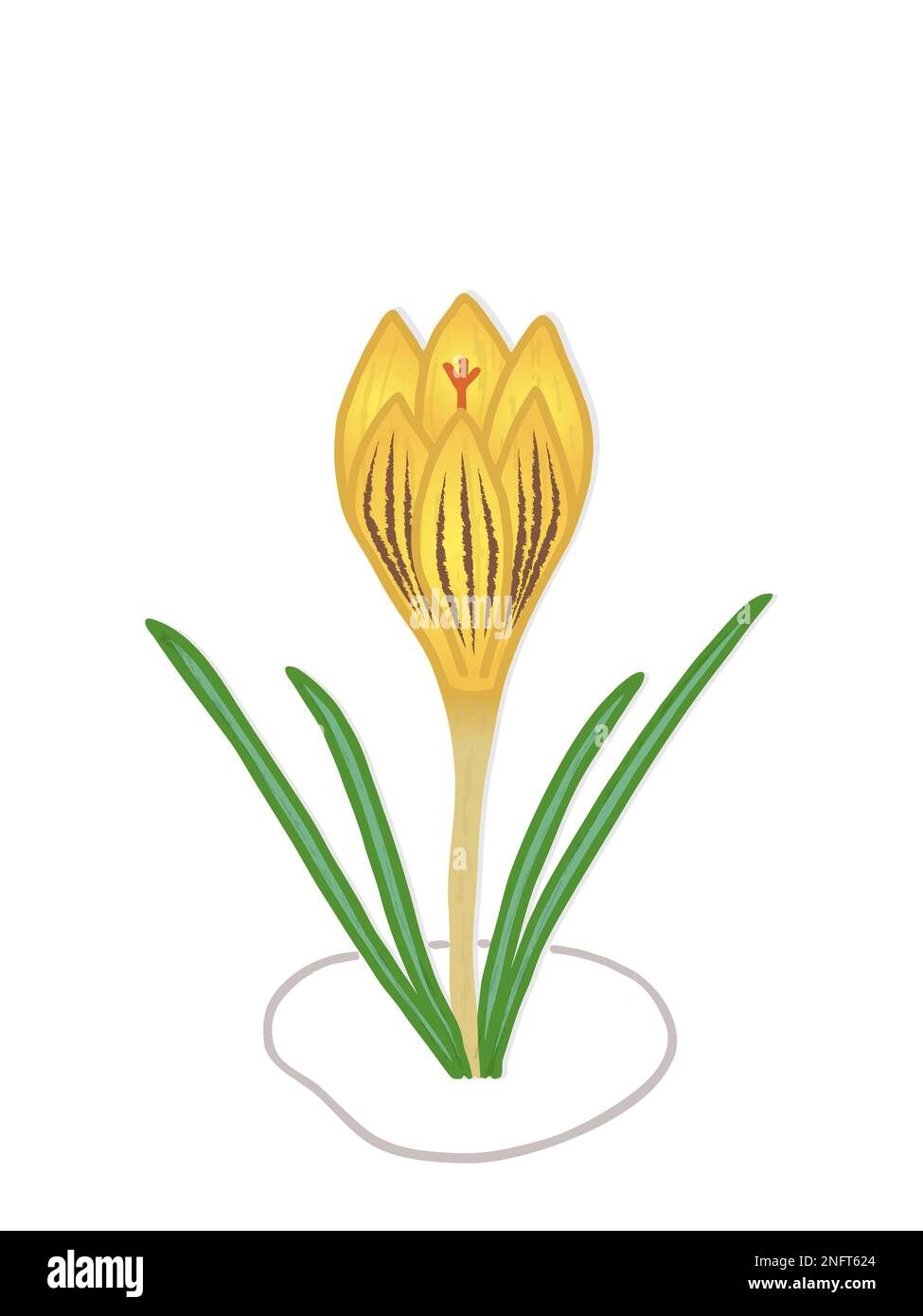 Early spring flower purple Crocus grows on thawed patches. Simple ...