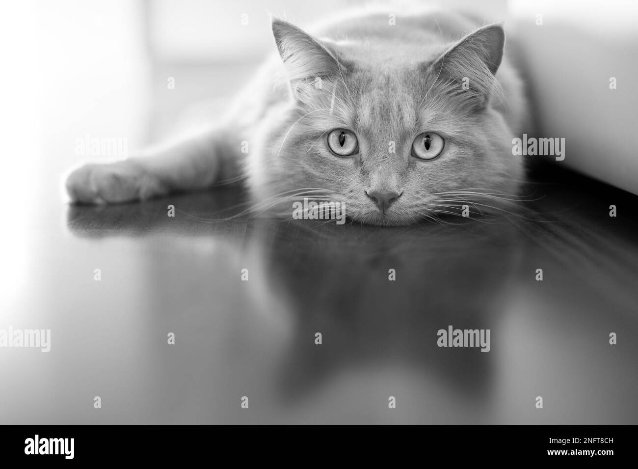 Languid Black and White Stock Photos & Images - Alamy