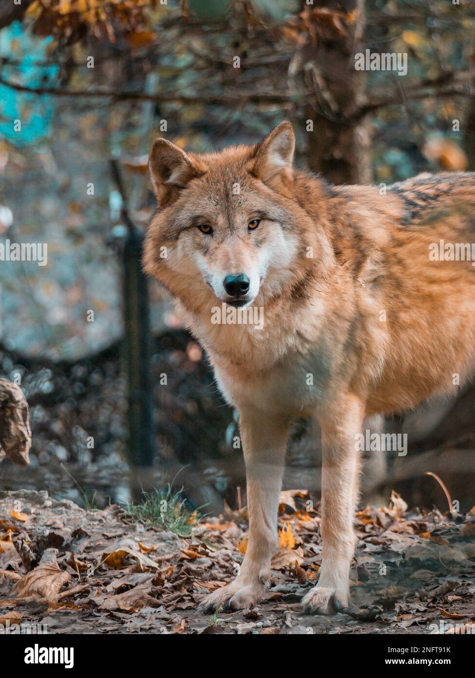 Hymalayan Mountain Wolf