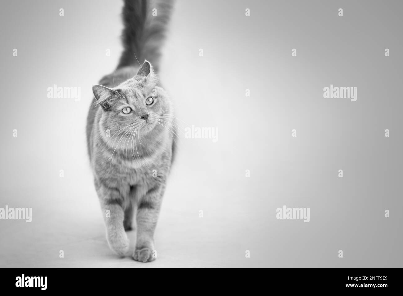 White persian cat tail Black and White Stock Photos & Images - Alamy