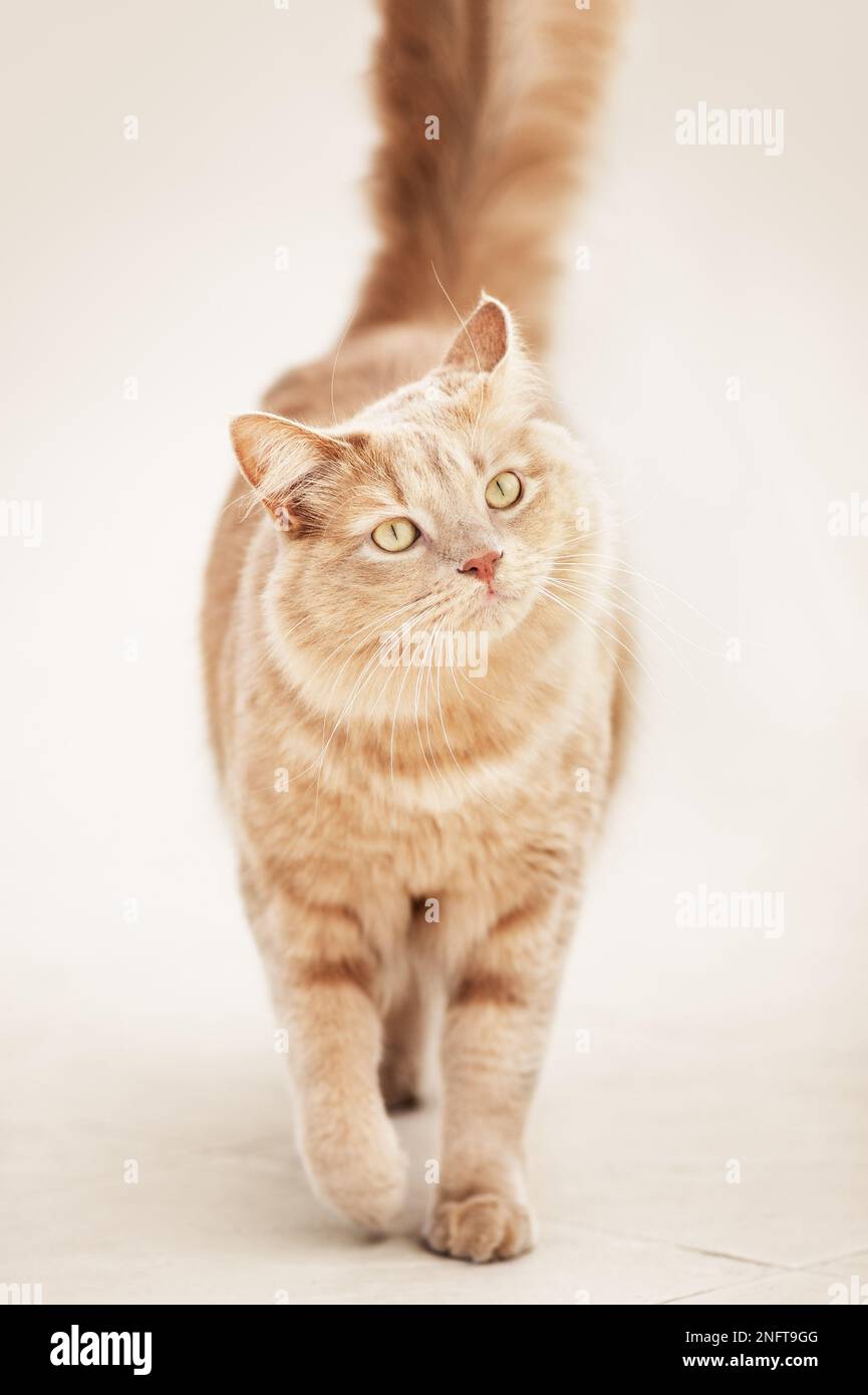 Orange cat walking isolated domestic hi-res stock photography and ...