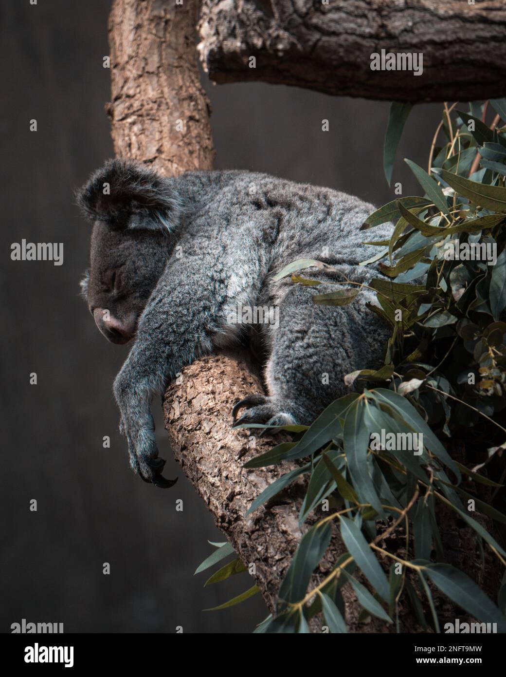 Koala hugging tree hi-res stock photography and images - Alamy