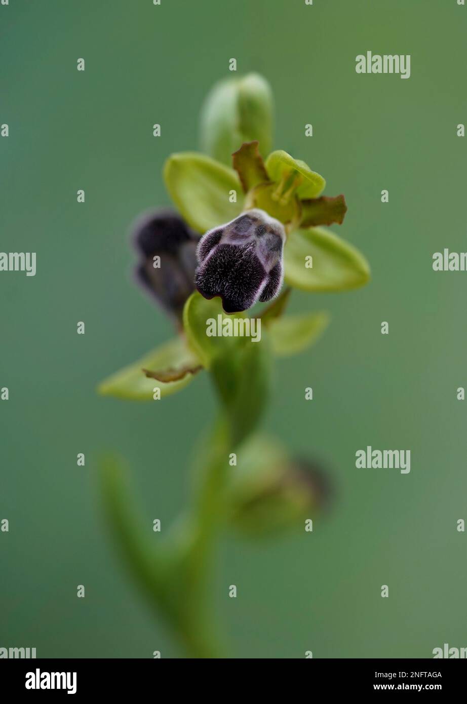 Flower of a Sombre Bee-orchid, Ophrys fusca subsp. dyris, Andalusia ...