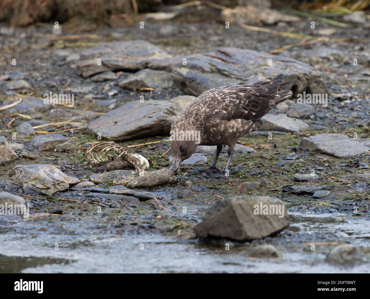 Species skua hi-res stock photography and images - Alamy