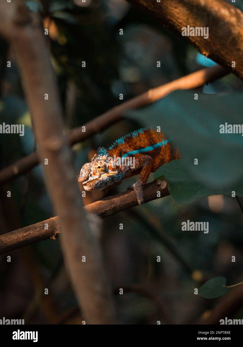 A vertical shot of a Panther chameleon on a tree branch Stock Photo - Alamy