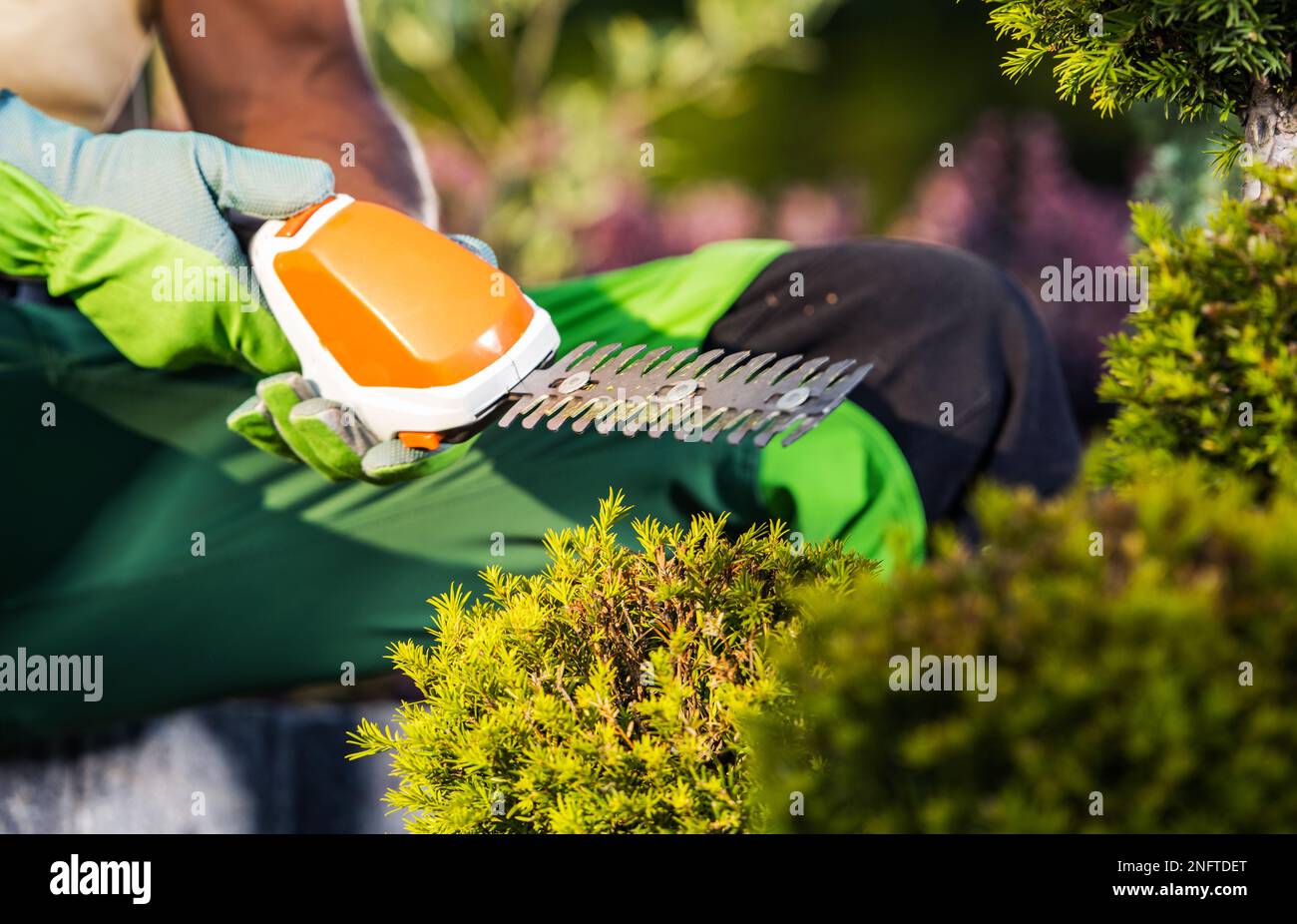 Closeup hand held hedge hi-res stock photography and images - Alamy