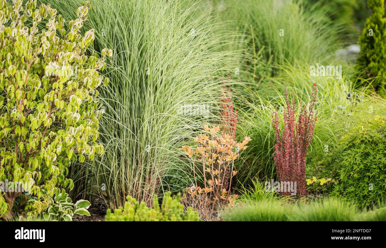 Closeup of Ornamental Grasses Planted in Backyard Garden as a Part of ...