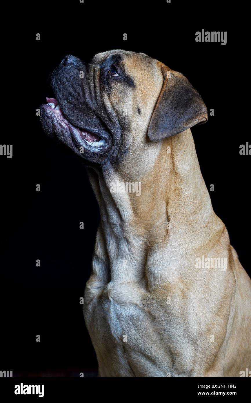 Bullmastiff dog in front of a black background in the studio Stock ...