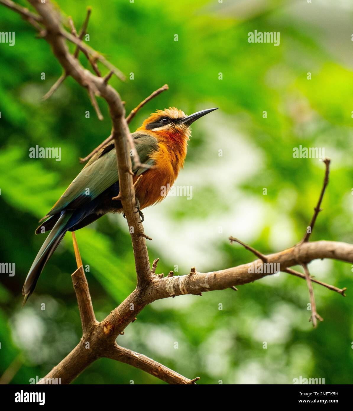 Different kinds of birds, colors, shapes, sizes and beauties Stock ...