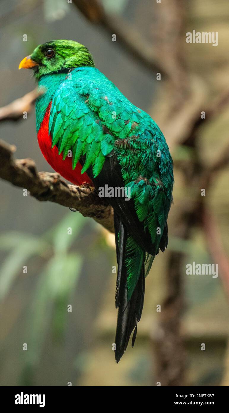 Different kinds of birds, colors, shapes, sizes and beauties Stock ...