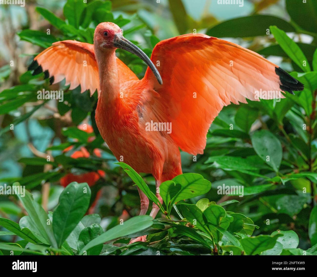 Different kinds of birds, colors, shapes, sizes and beauties Stock ...