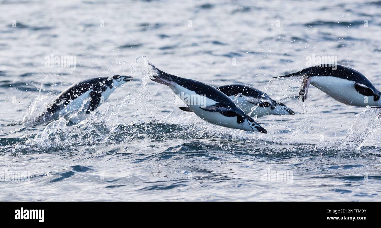 Jumping Chinstrap penguins at the easternmost extremity of Baily Head ...