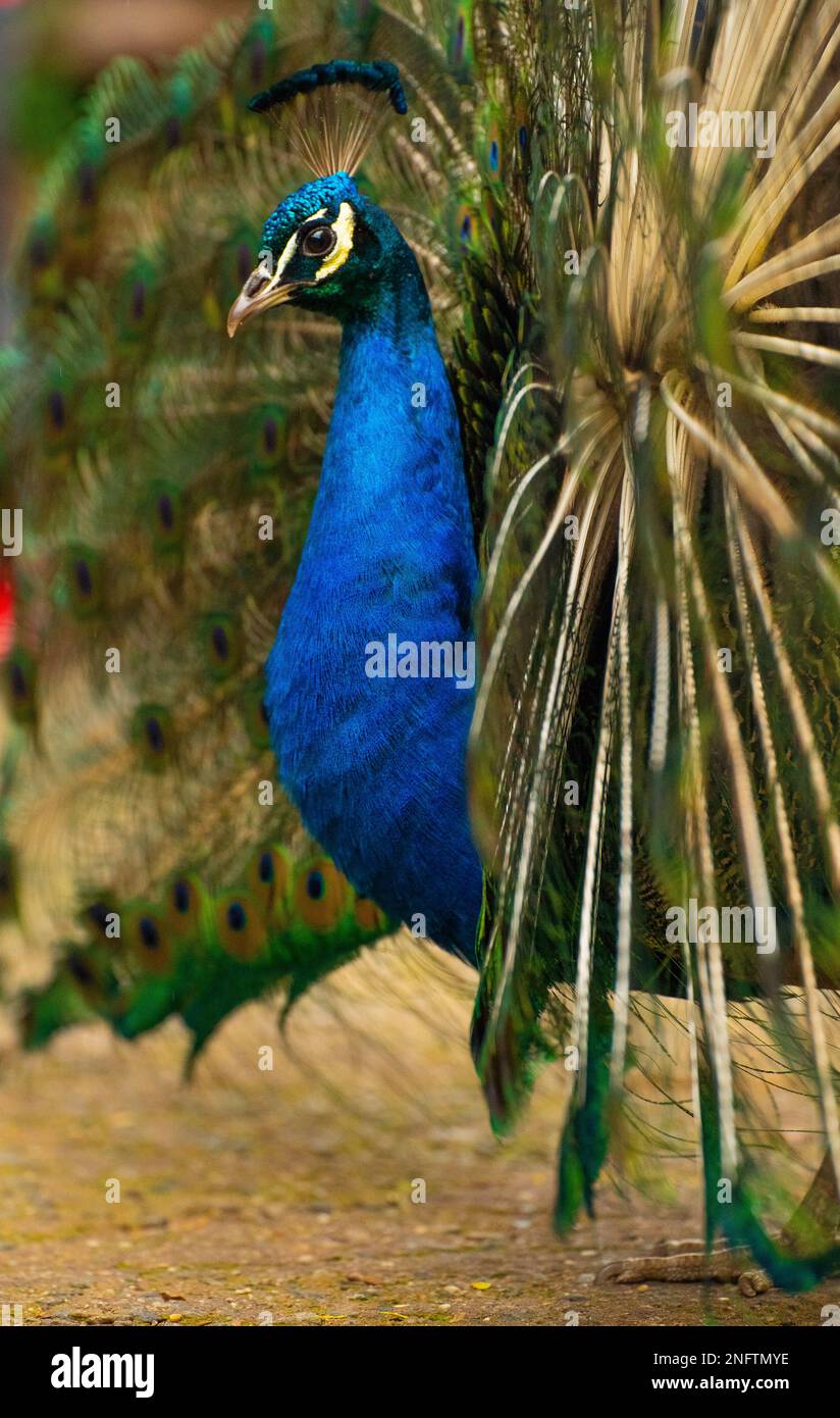 Different kinds of birds, colors, shapes, sizes and beauties Stock ...
