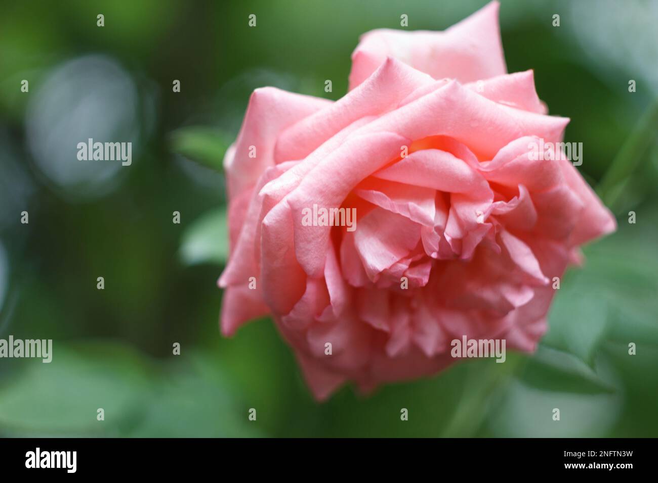 Beautiful soft pink rose in bloom in the garden Stock Photo - Alamy