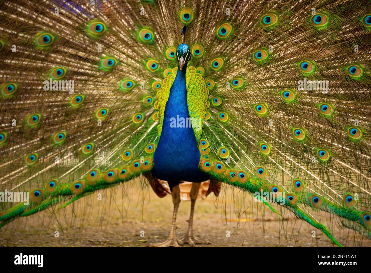 All kinds and sizes hi-res stock photography and images - Alamy