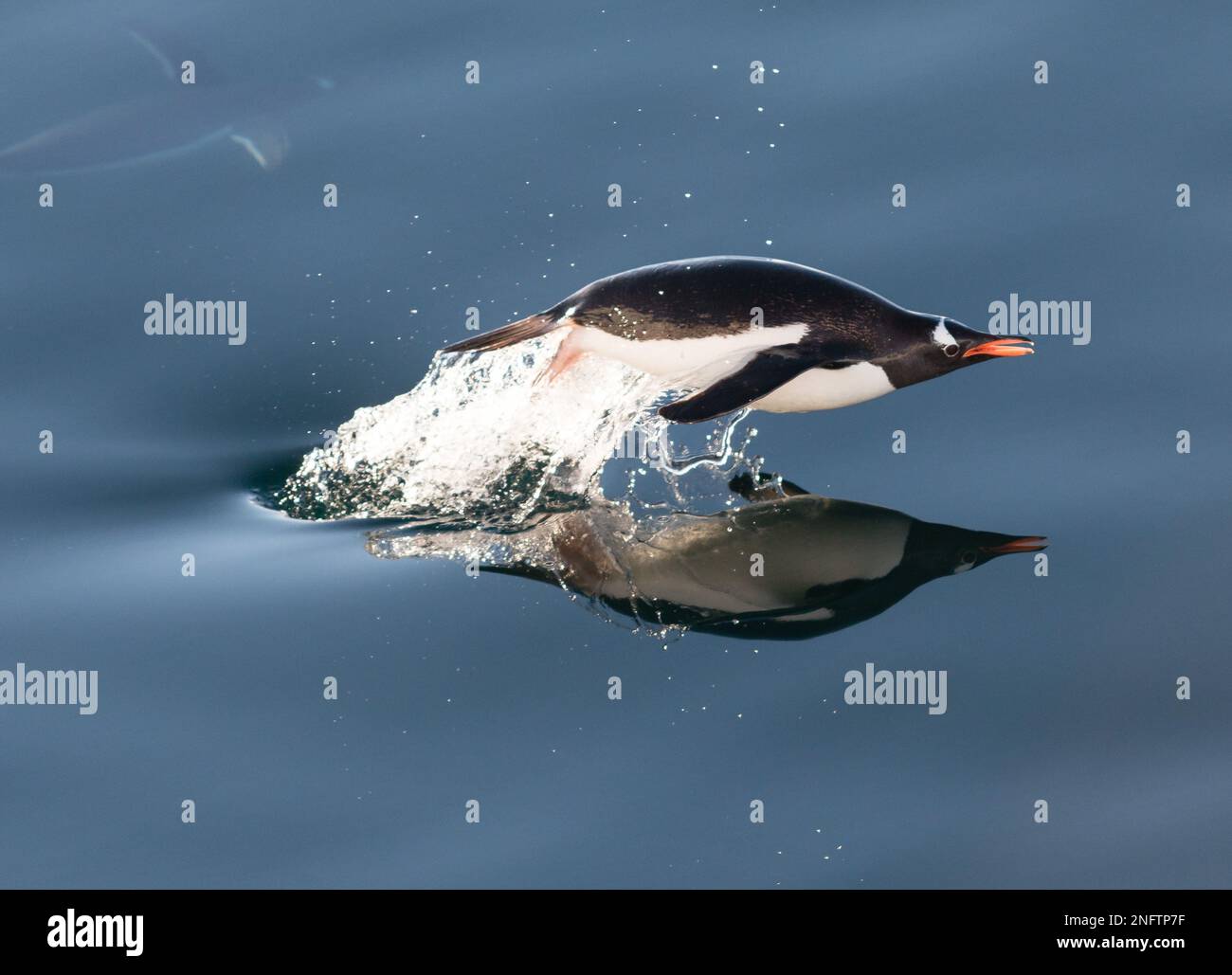 Antarctica penguin ship tourism hi-res stock photography and images - Alamy