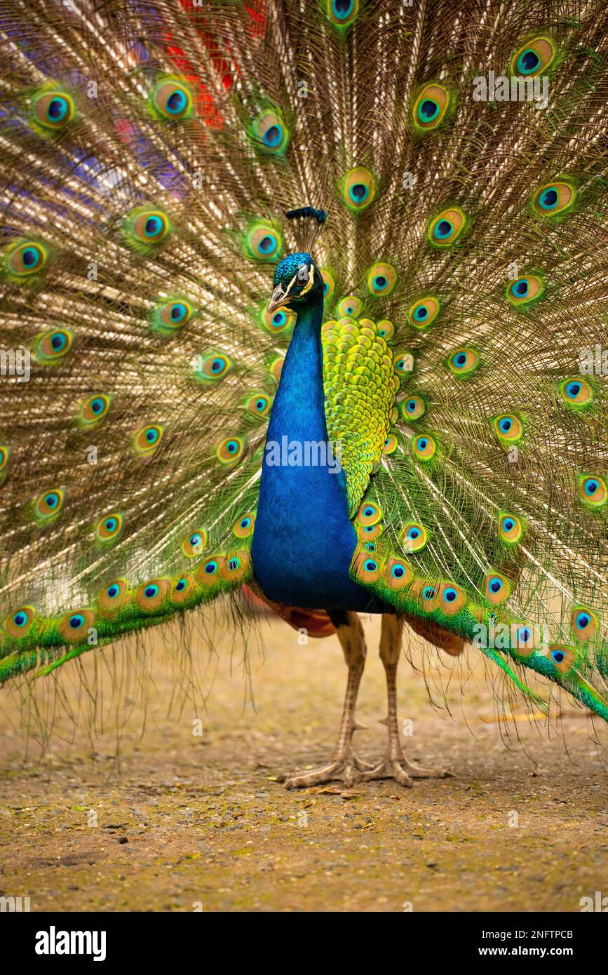 Different kinds of birds, colors, shapes, sizes and beauties Stock ...