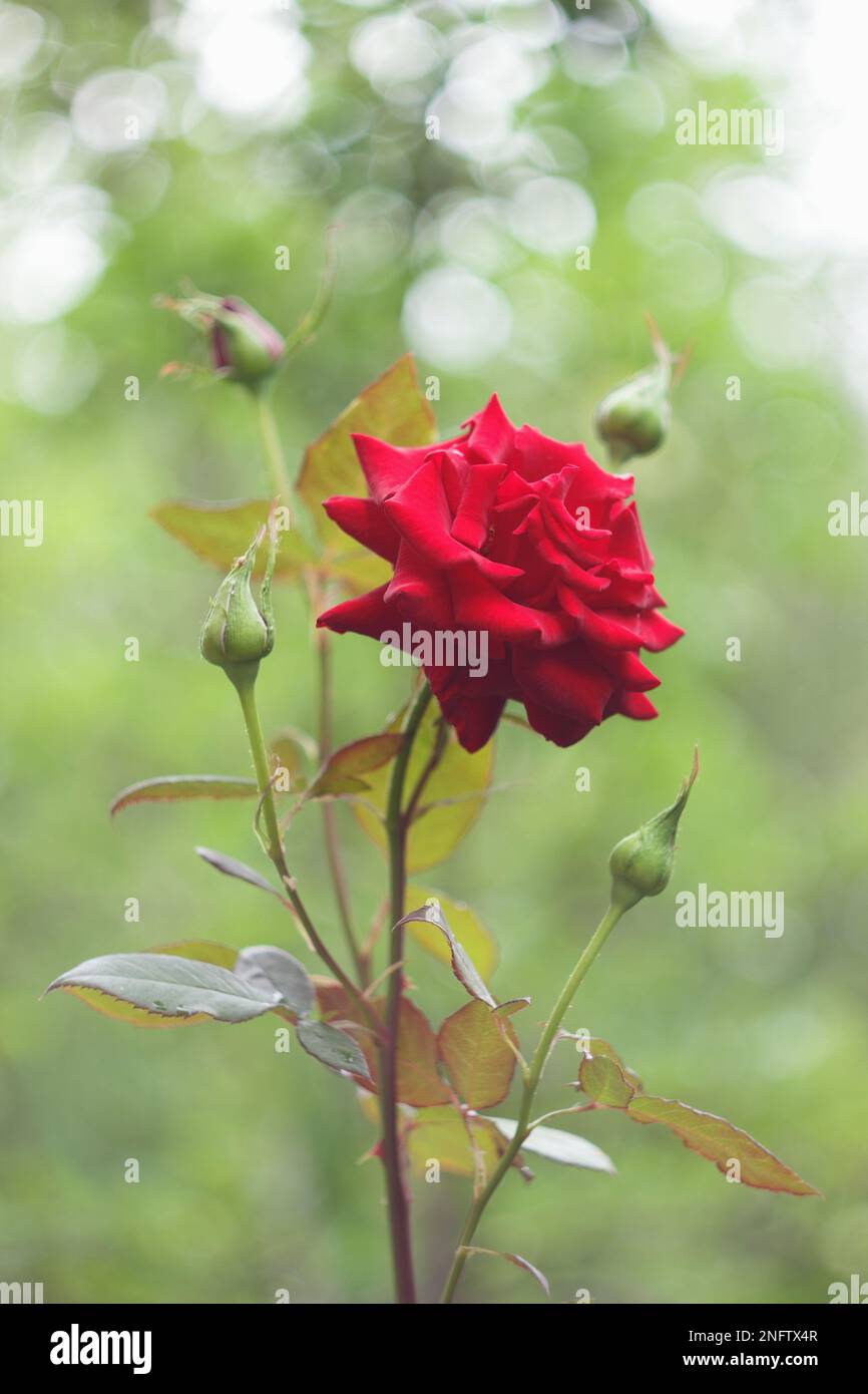 Red rose with unopened buds in the garden Stock Photo - Alamy