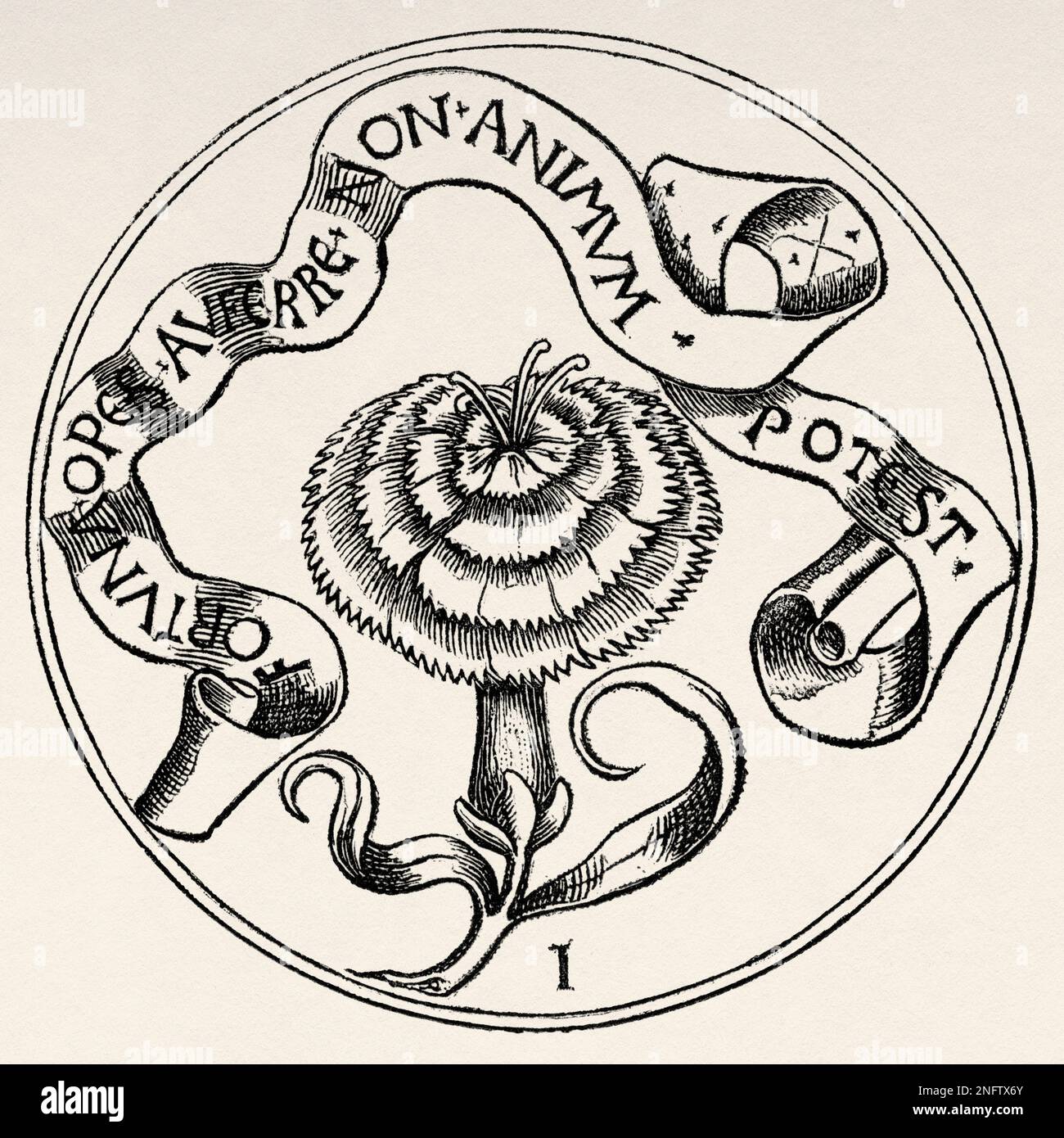 Ace of carnation. German card game from the end of the 15th century ...