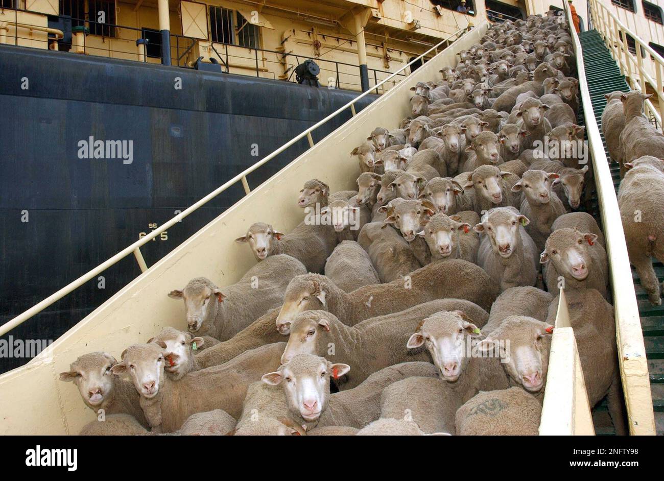 Australian sheep are unloaded from livestock carrier 'Mukairish Alsades ...
