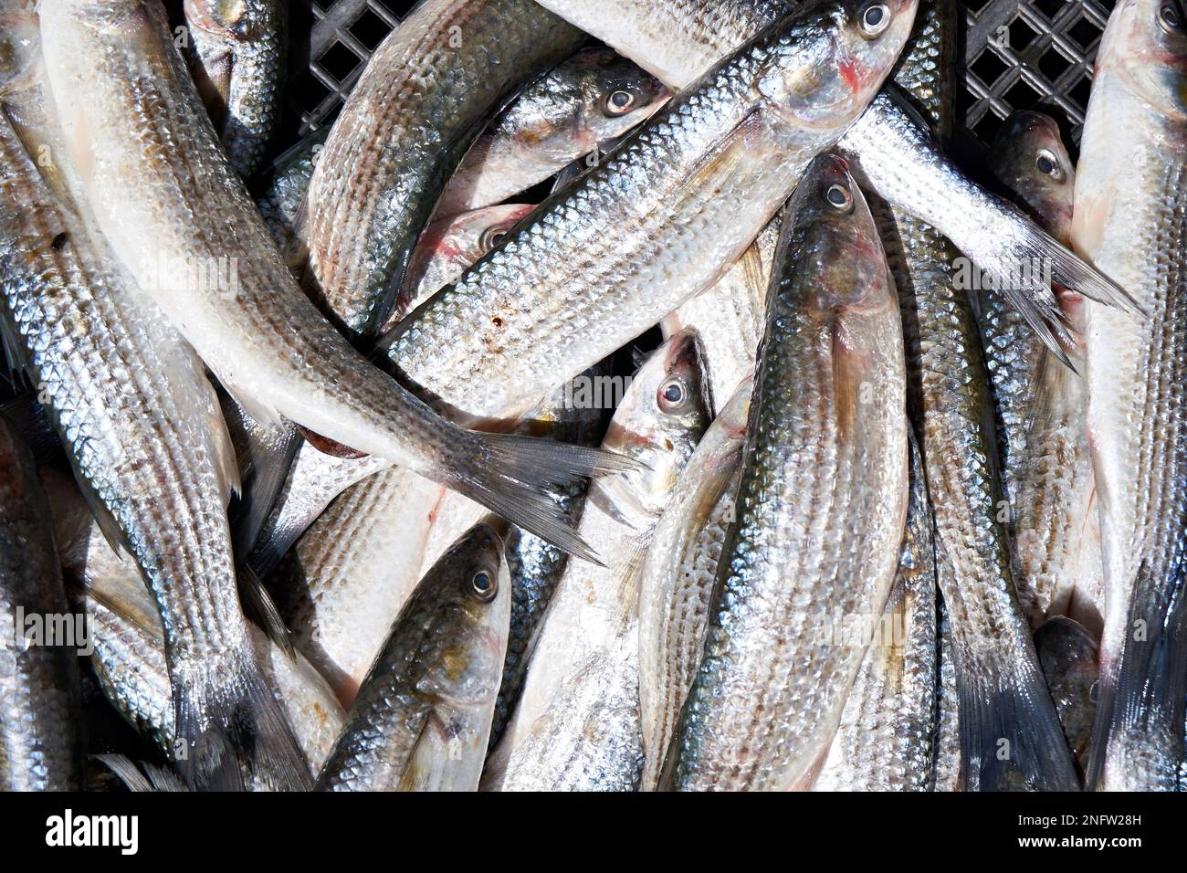 Sea mullet mugil cephalus hi-res stock photography and images - Alamy