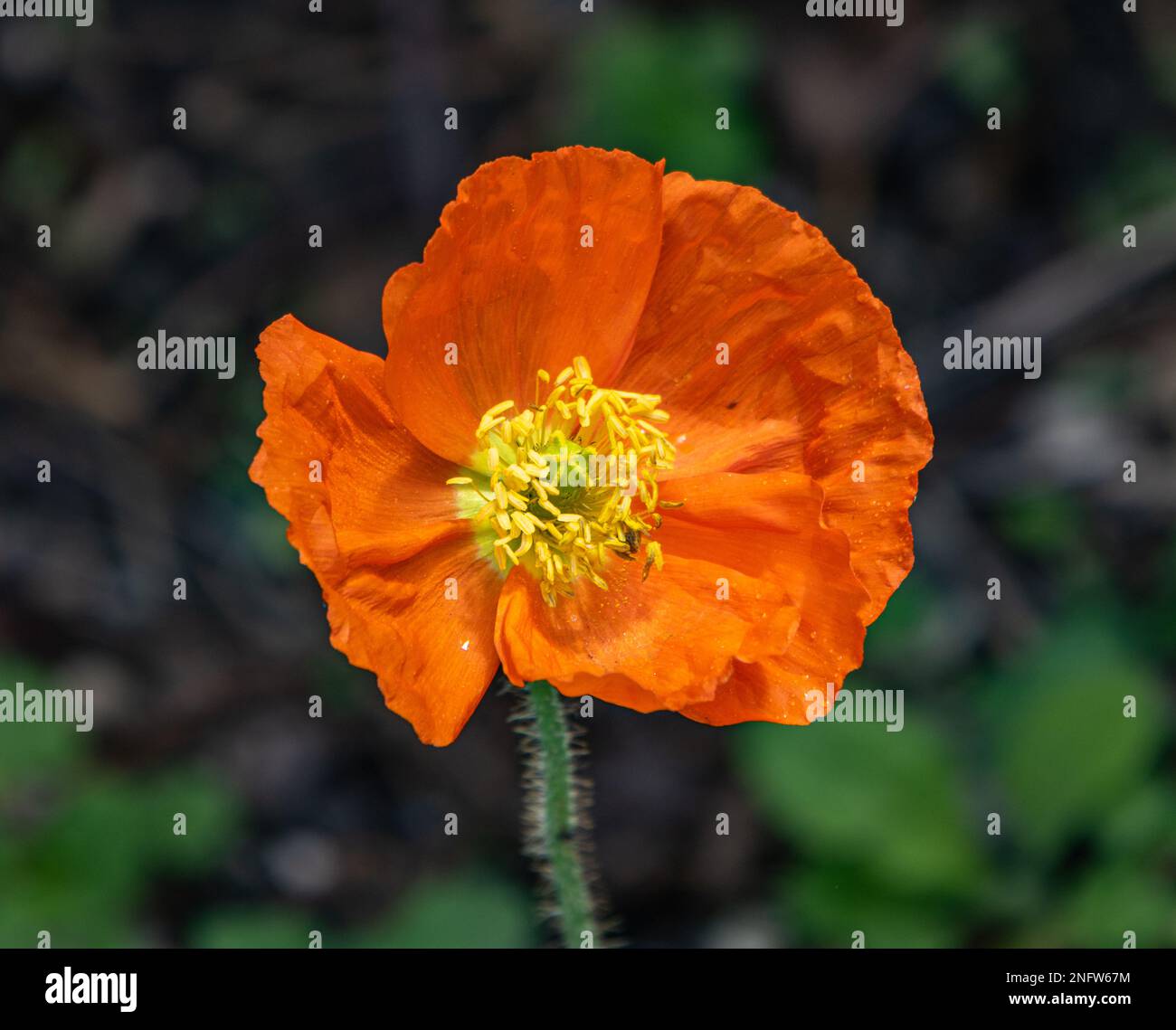 Cultivated poppy hi-res stock photography and images - Alamy