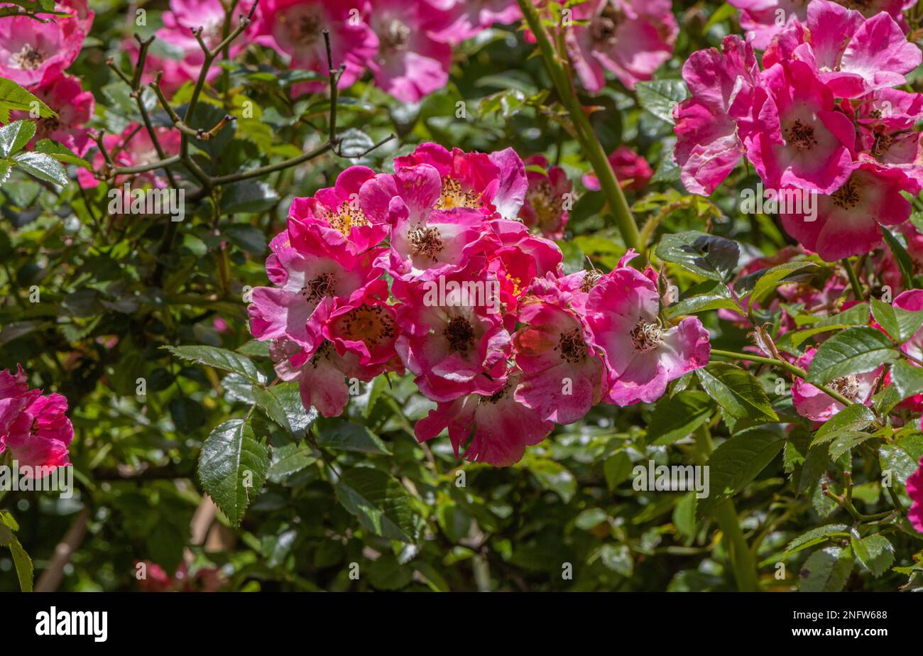 Multiflora rose hi-res stock photography and images - Alamy