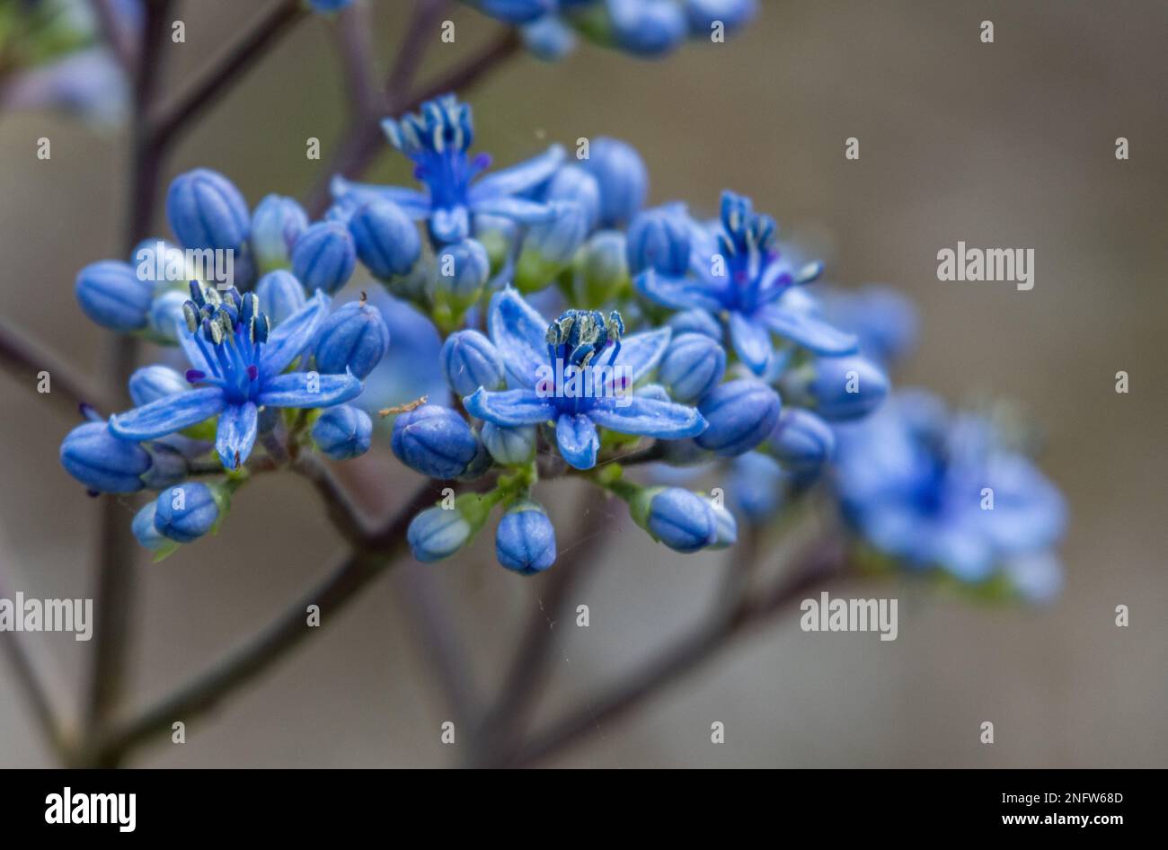 Dichroa versicolor hi-res stock photography and images - Alamy