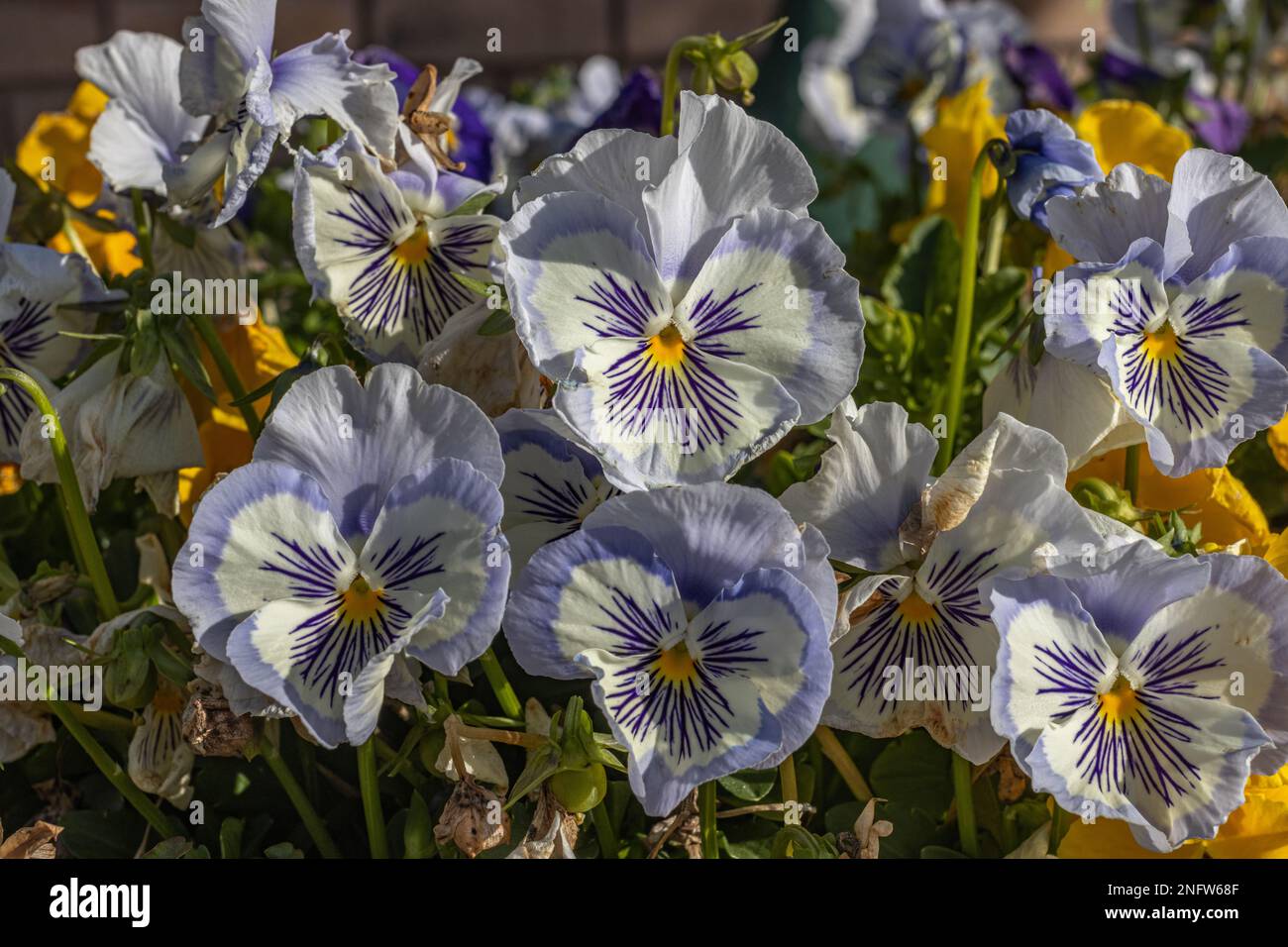 Pot garden africa hi-res stock photography and images - Alamy