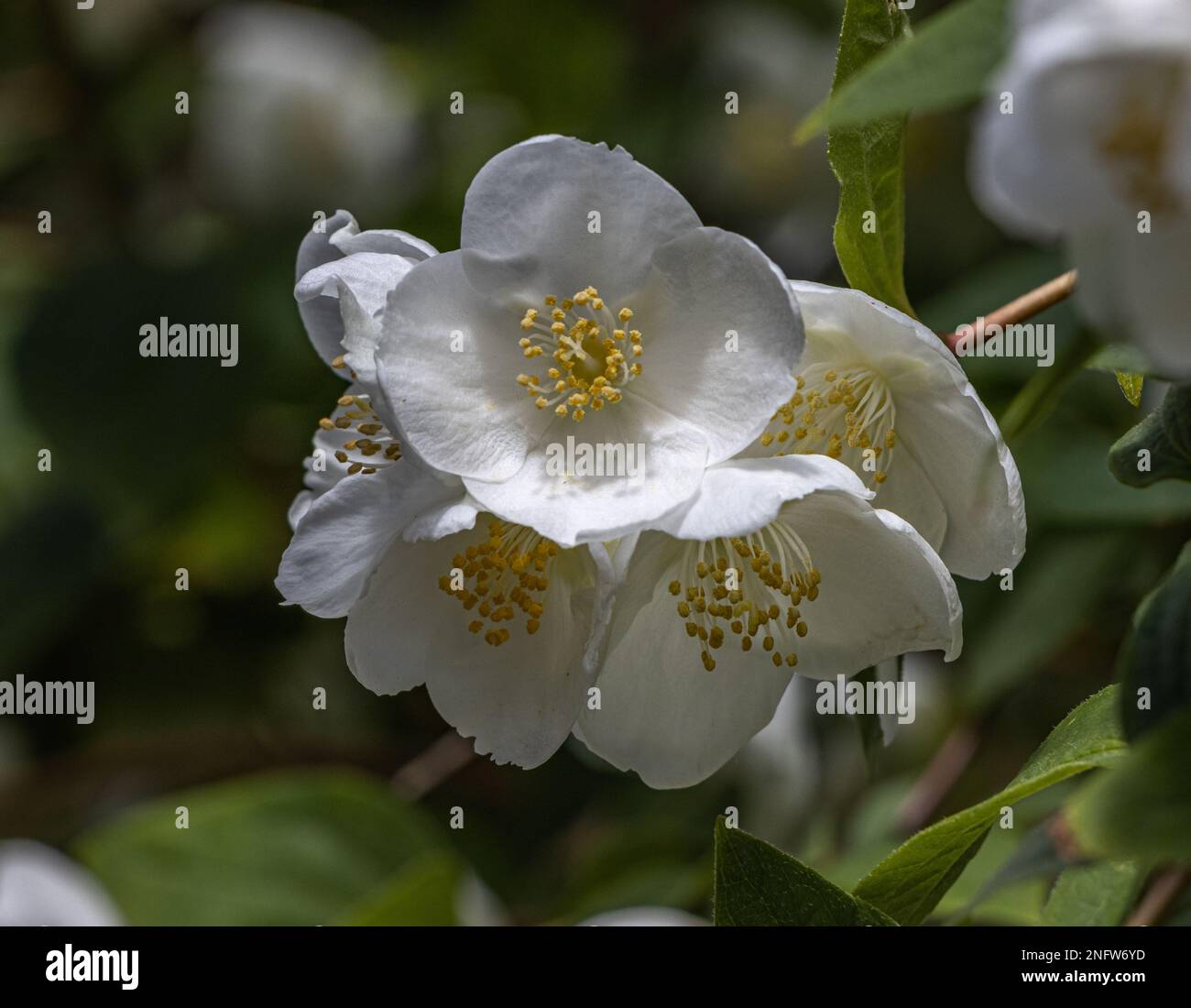 Mock orange philadelphus hi-res stock photography and images - Alamy