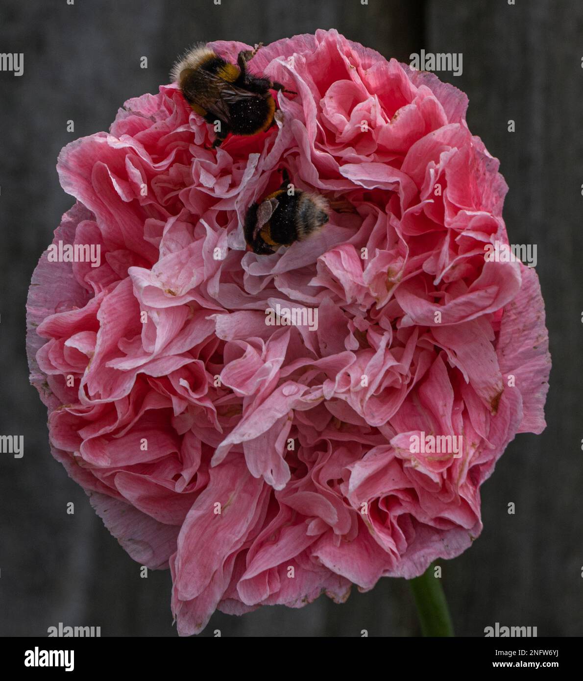 Double Oriental Poppy Stock Photo - Alamy