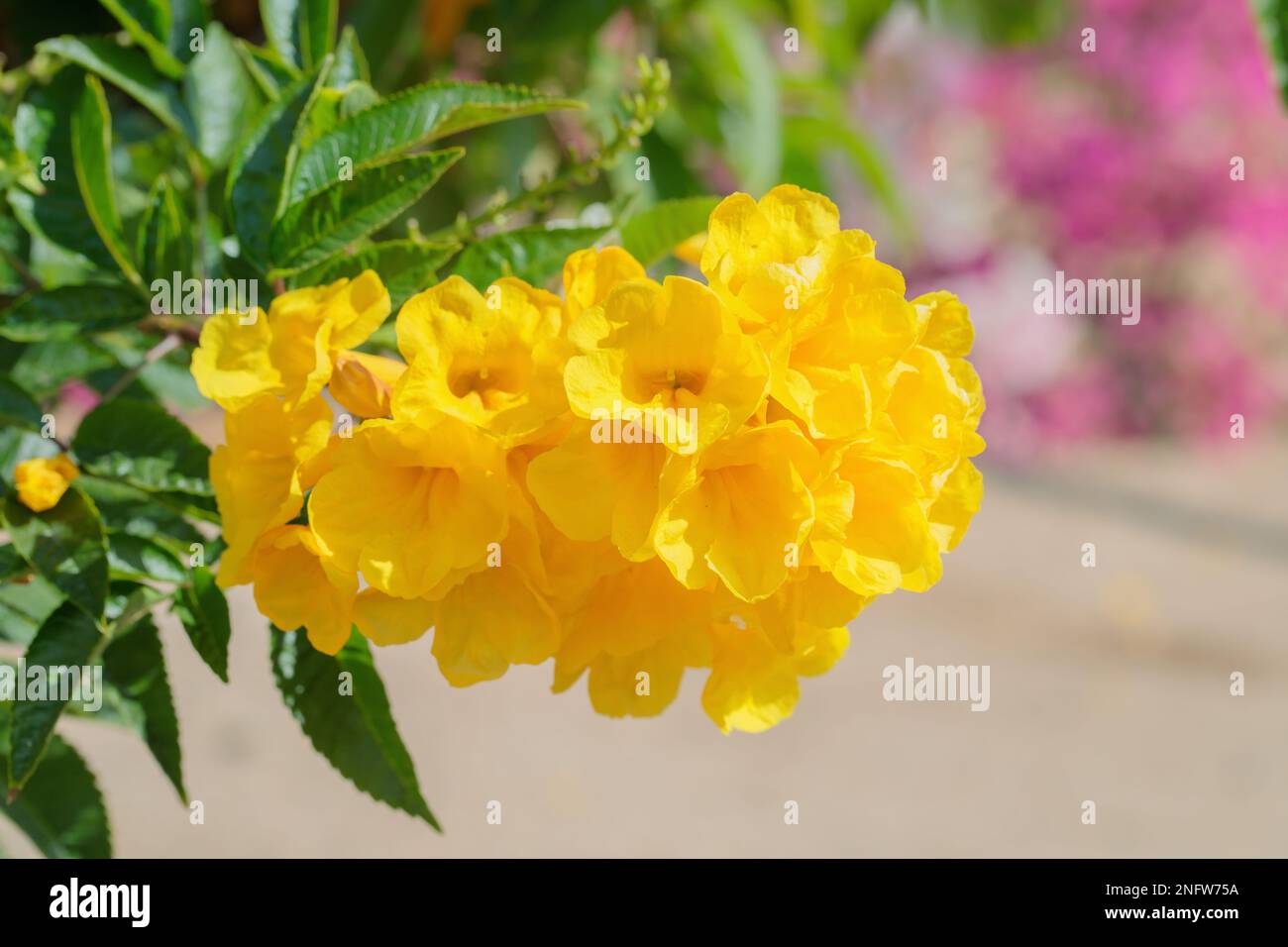 Blooming yellow trumpetbush (Tecoma stans). Sought-after food for ...