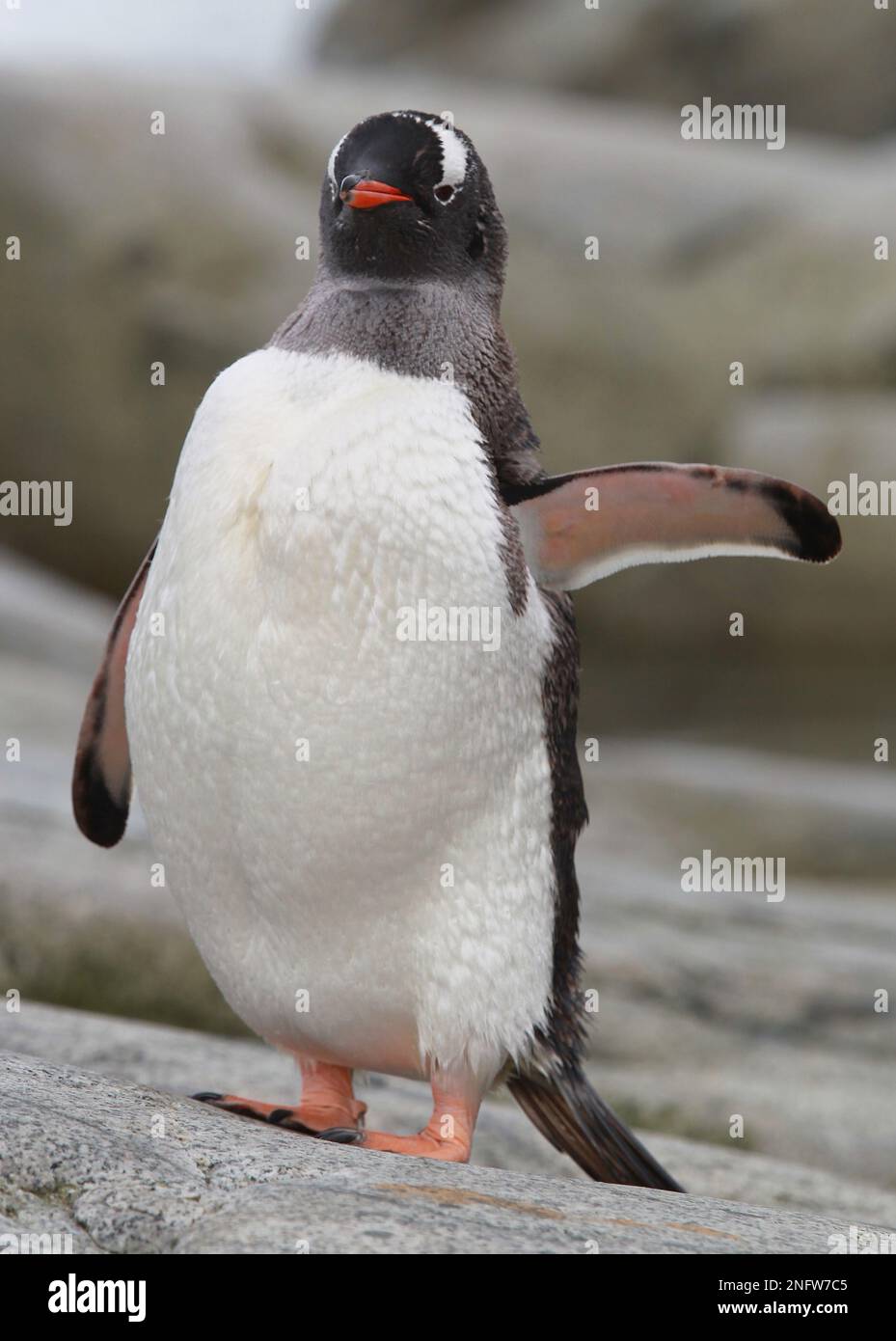 Penguin waving hi-res stock photography and images - Alamy