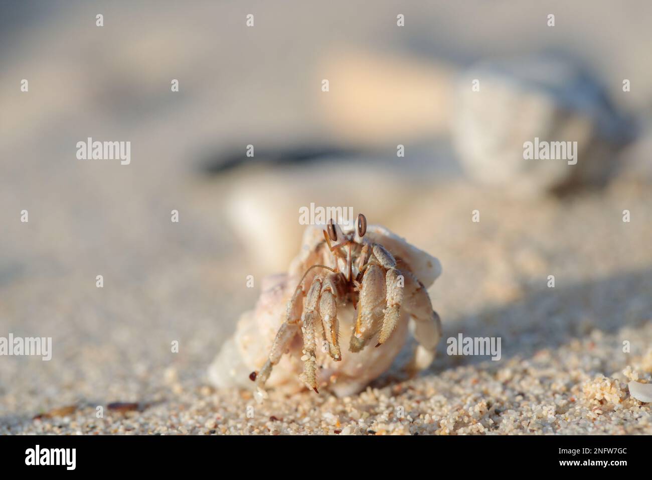 Hermit crab (Paguroidea) in a shell on a sandy the beach Stock Photo ...