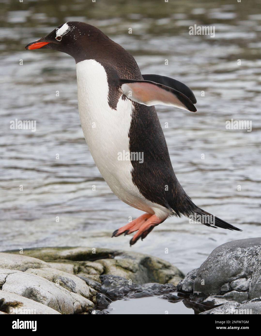 Penguin family jumping hi-res stock photography and images - Alamy
