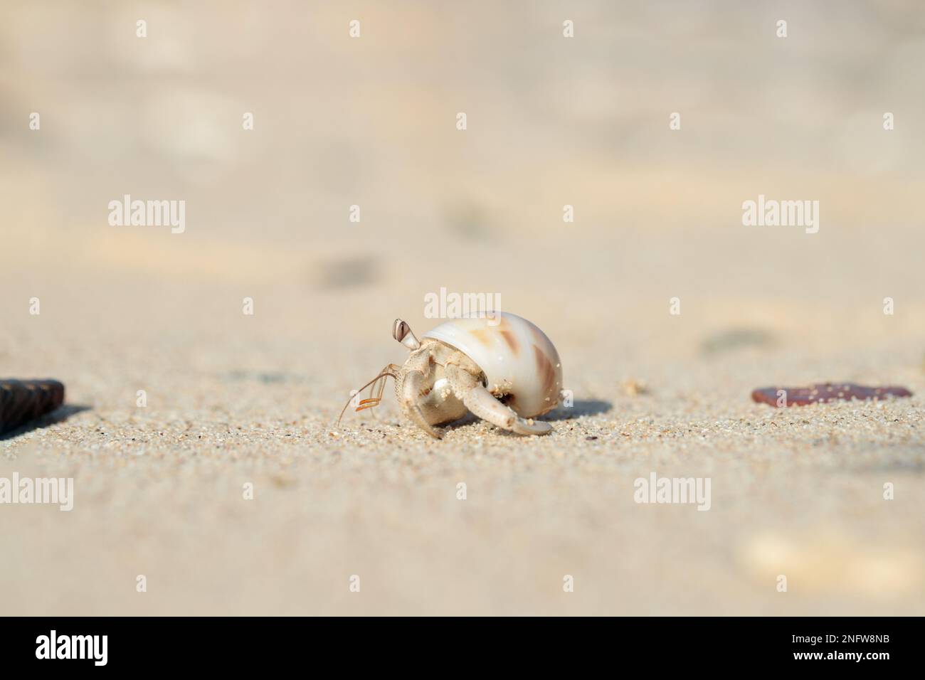 Hermit crab (Paguroidea) in a shell on a sandy the beach Stock Photo - Alamy