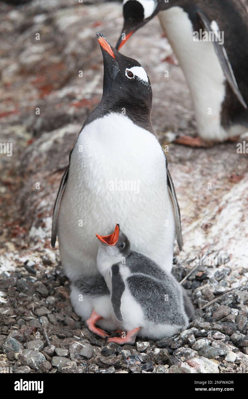 Antarctica penguin chick hatching hi-res stock photography and images ...