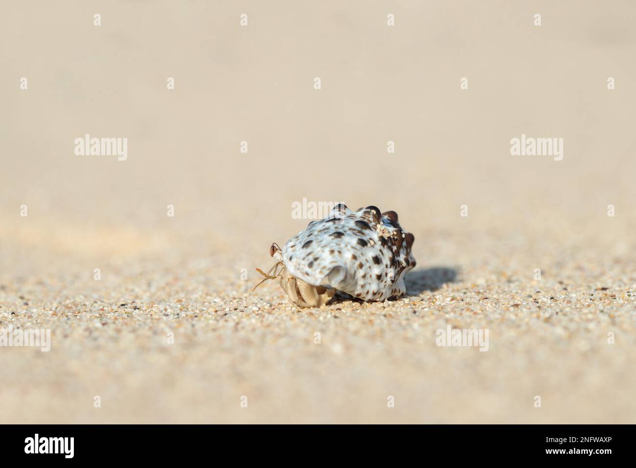 Hermit crab (Paguroidea) in a shell on a sandy the beach Stock Photo ...