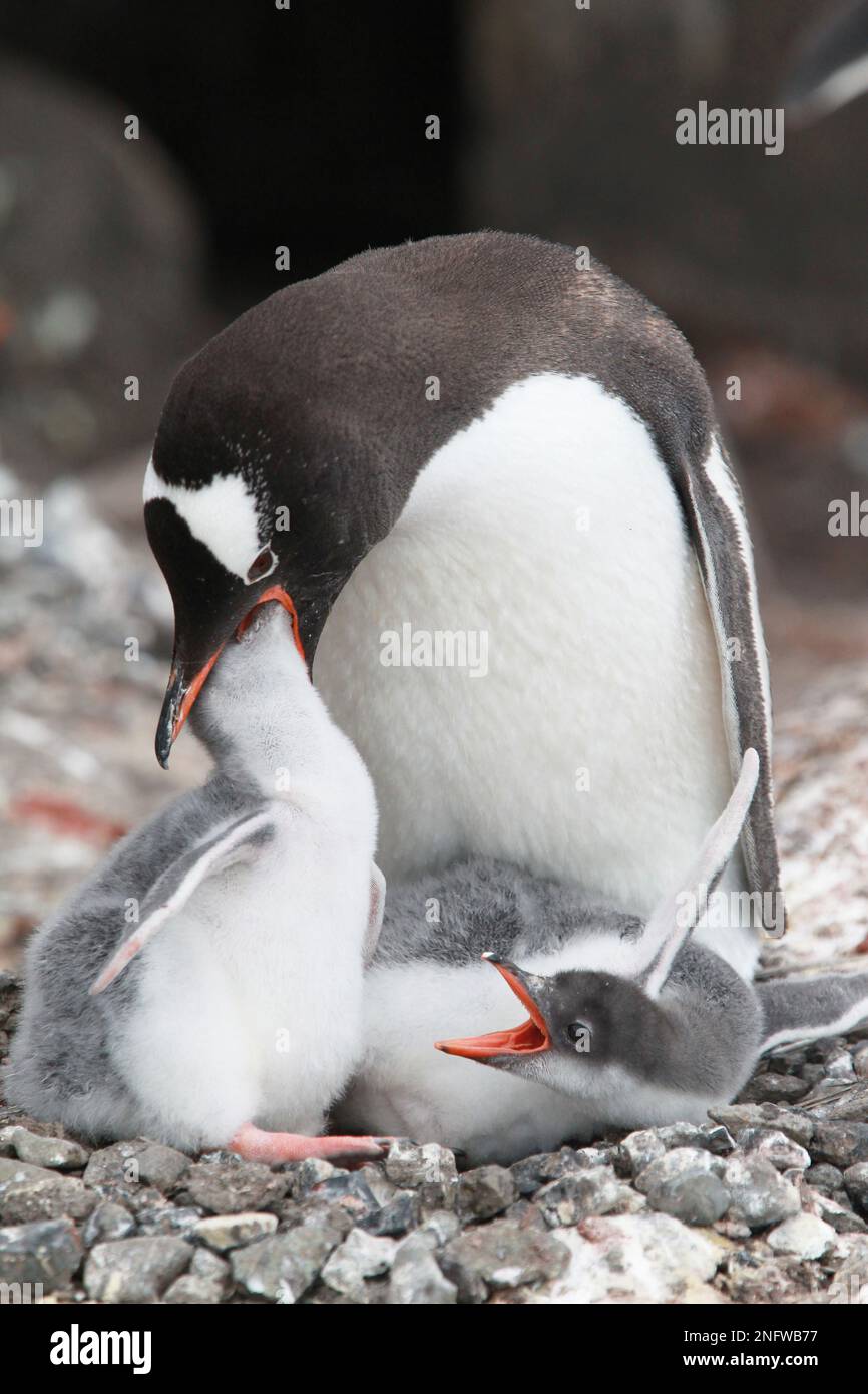 Antarctica penguin chick hatching hi-res stock photography and images ...